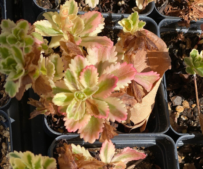 Colorful Creeping Sedums for the Mountain West - Fine Gardening