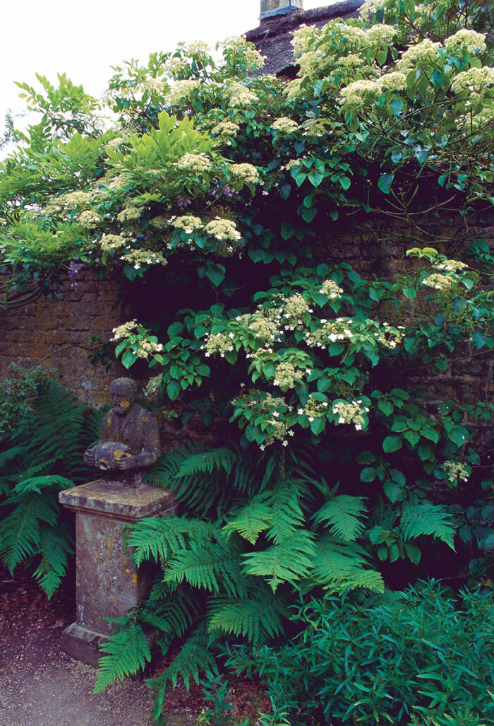 How to Coax Bountiful Blooms from Your Hydrangeas - Fine Gardening
