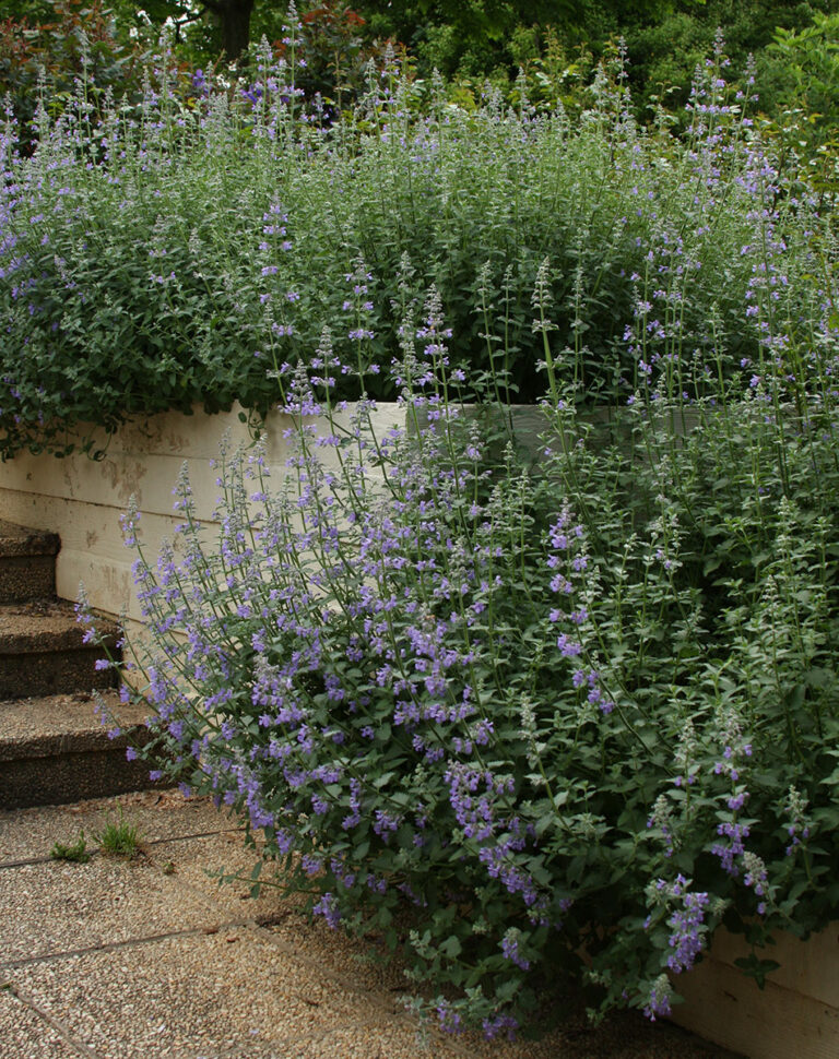 The Best Lesser-Known Catmint Varieties - Fine Gardening