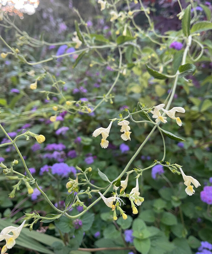 The Best Lesser-Known Catmint Varieties - Fine Gardening