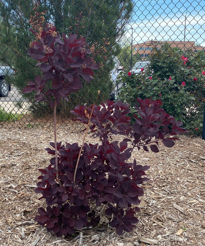 Purple Shrubs and Trees for Drama in the Garden - Fine Gardening