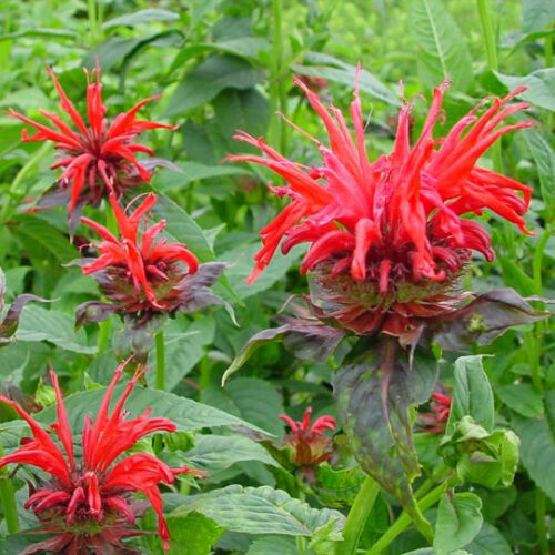 6 Native Bee Balms to Grow for Gorgeous Color in the Garden - Fine ...