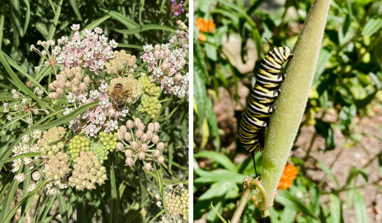 Tips for Creating a Beneficial Insect Haven in Northern California ...