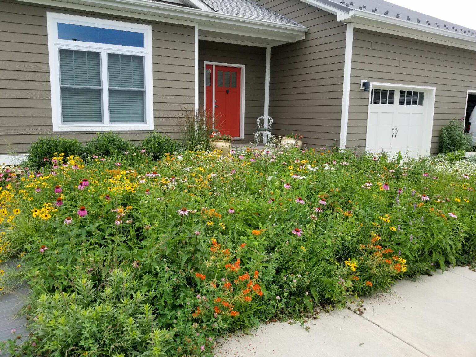 A Native Meadow From Seed - Fine Gardening