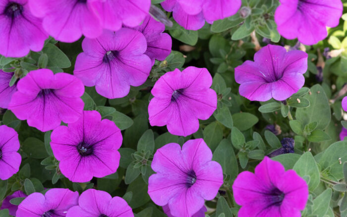 The Best Petunias: Trial Results from Southeast Universities - Fine ...