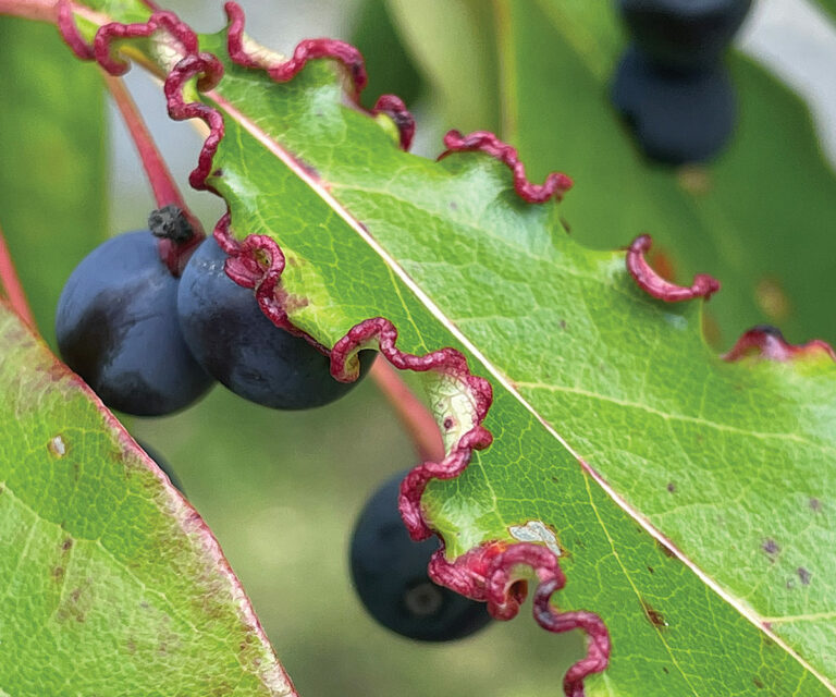 Eriophyid Mites: What They Are and How to Control Them in the Home ...