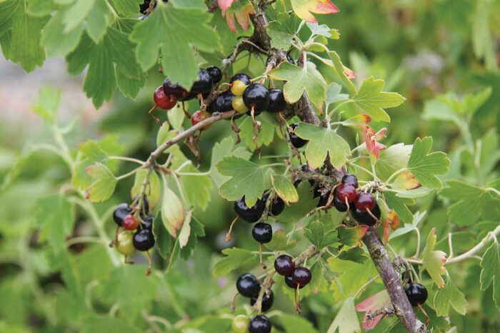 A Pro’s Tips for Growing Currants - Fine Gardening