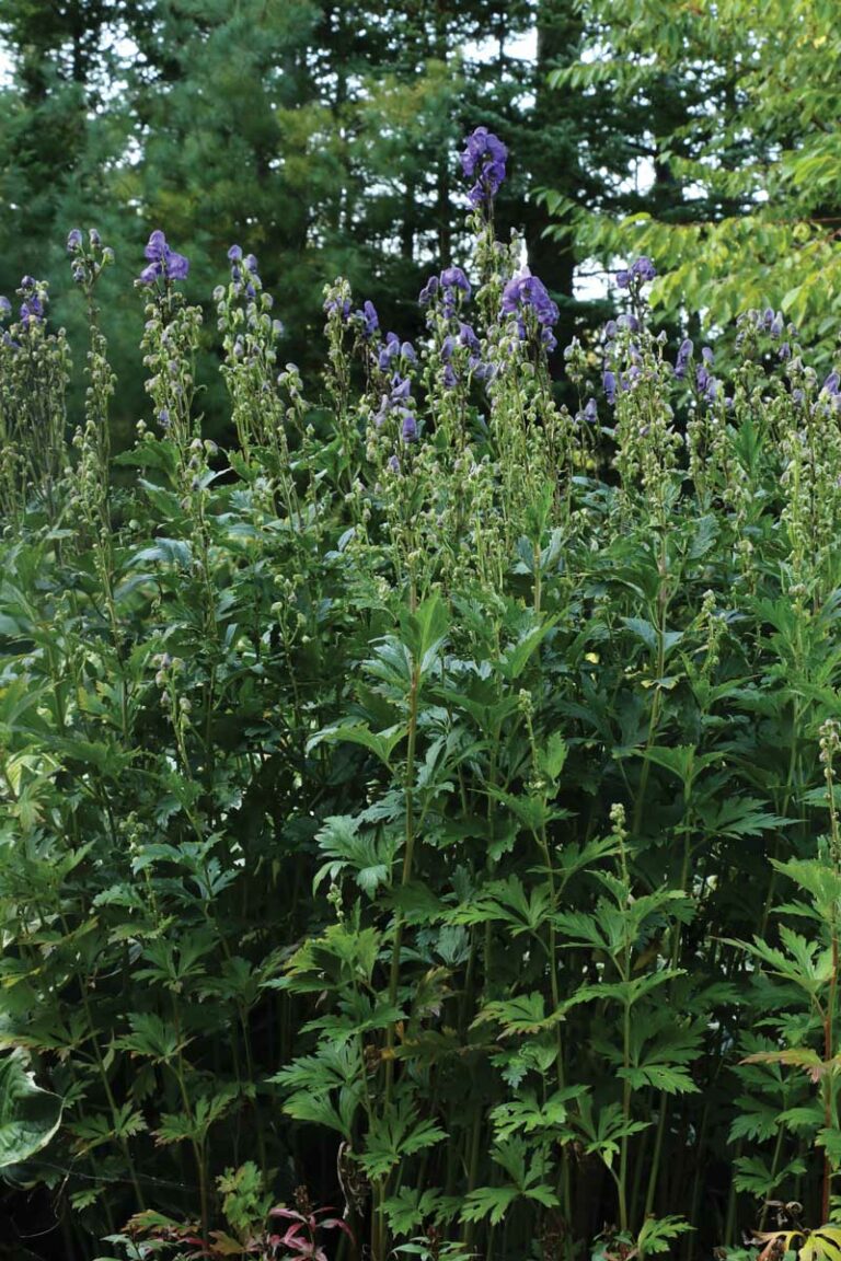 9 Extraordinary Fall-Blooming Perennials for the Autumnal Garden - Fine ...
