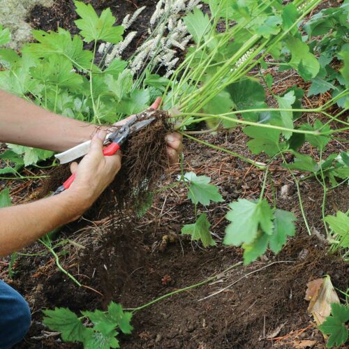 Dividing Perennials Step-by-Step - Fine Gardening