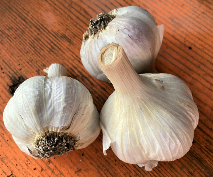 Tips and Tricks for Growing Garlic - Fine Gardening