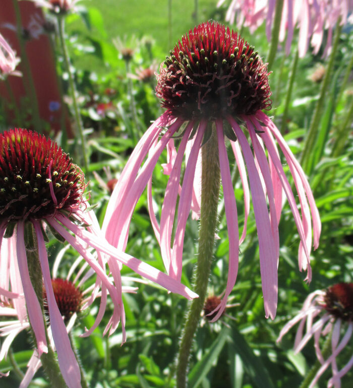 Heat-Tolerant Native Perennials for the Midwest - Fine Gardening