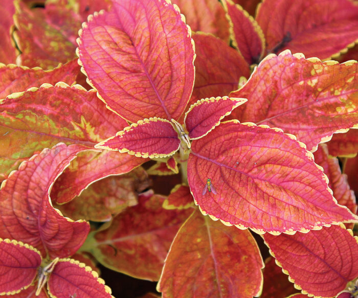 Perfect Plants for Pots Along Pathways - Fine Gardening