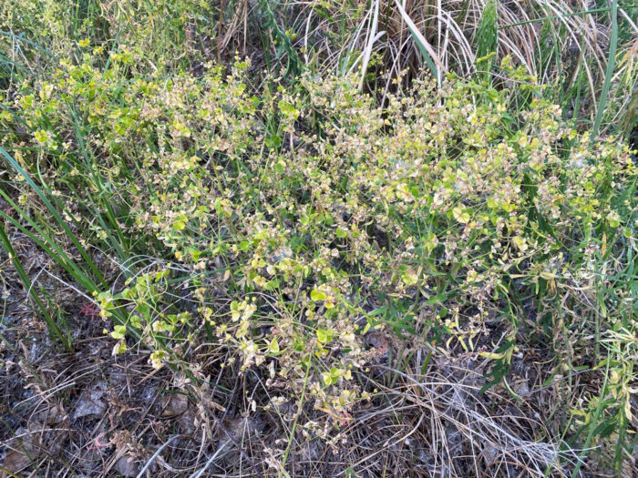 Remove These Regional Invasive Plants - Fine Gardening