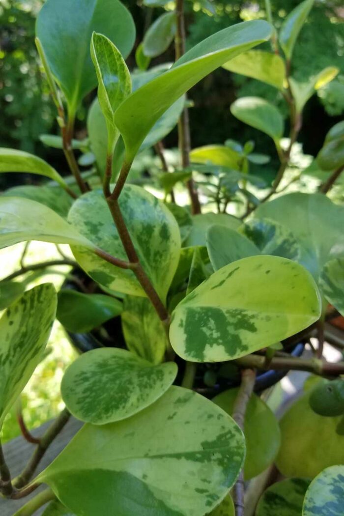 Episode 117: Tender Plants Worth Saving - Fine Gardening