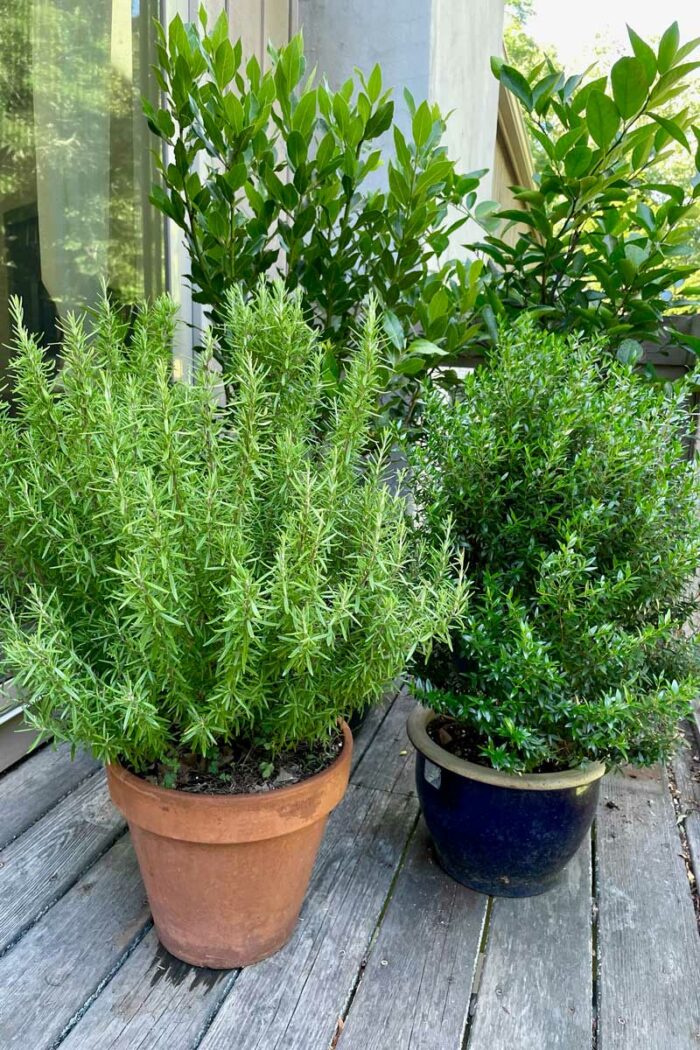 Episode 117: Tender Plants Worth Saving - Fine Gardening