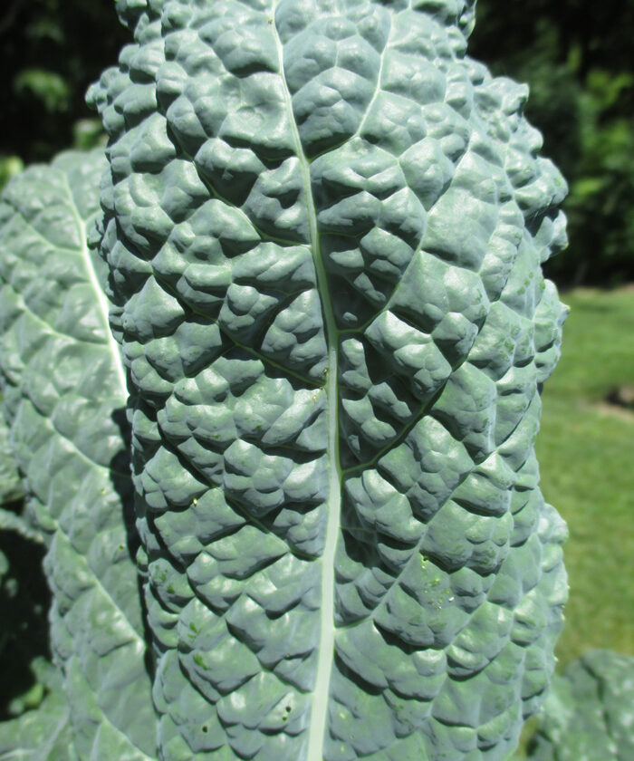 Growing Late-Season Kale for Extended Color, Texture, and Taste - Fine ...