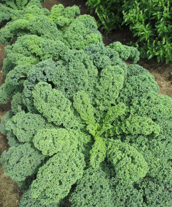 Growing Late-Season Kale for Extended Color, Texture, and Taste - Fine ...