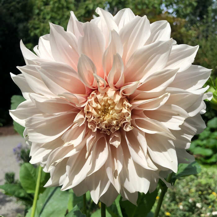 Four Dynamo Dahlias for the Northwest Garden - Fine Gardening
