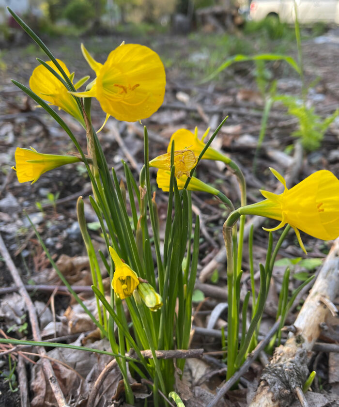 Five Unusual Bulbs to Order Now and Plant in Fall - Fine Gardening