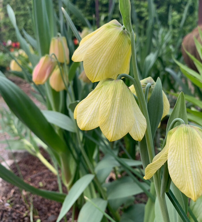 Five Unusual Bulbs to Order Now and Plant in Fall - Fine Gardening