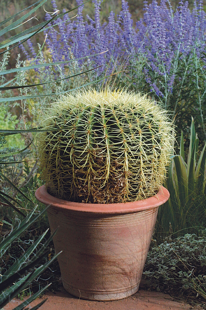 Container Plantings That Thrive on Neglect - Fine Gardening