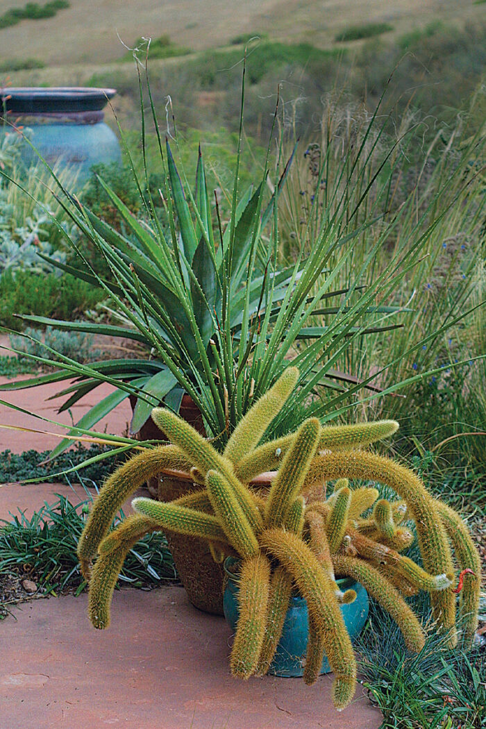 Container Plantings That Thrive on Neglect - Fine Gardening