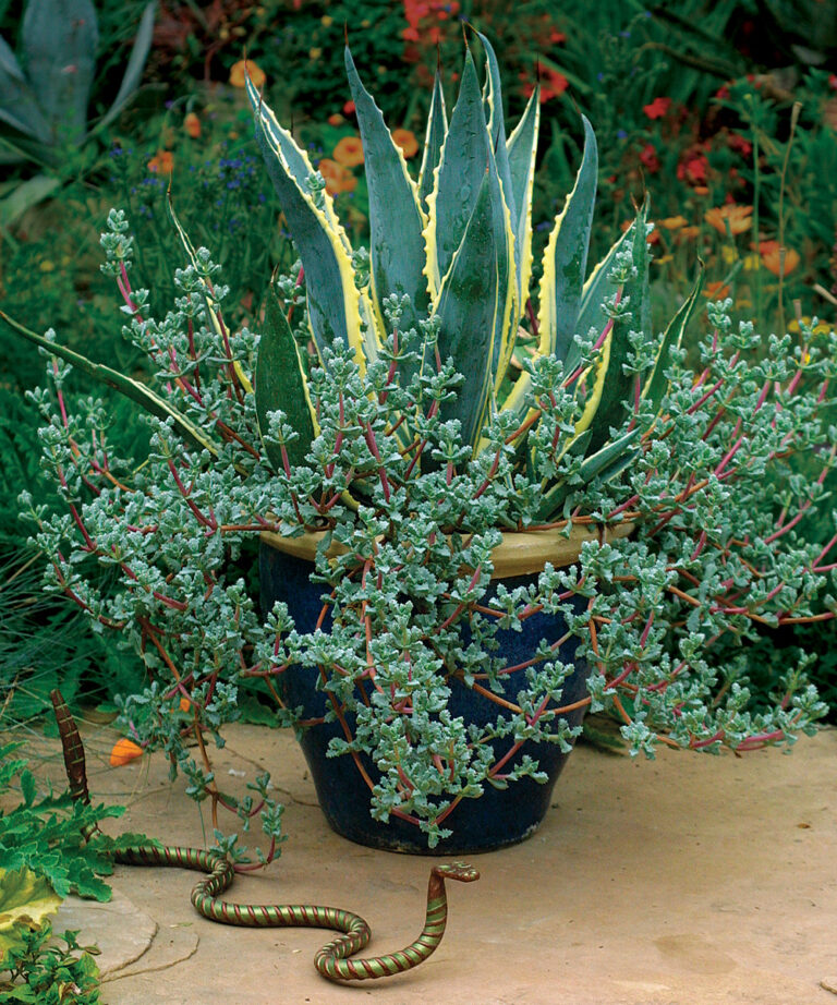 Container Plantings That Thrive on Neglect - Fine Gardening