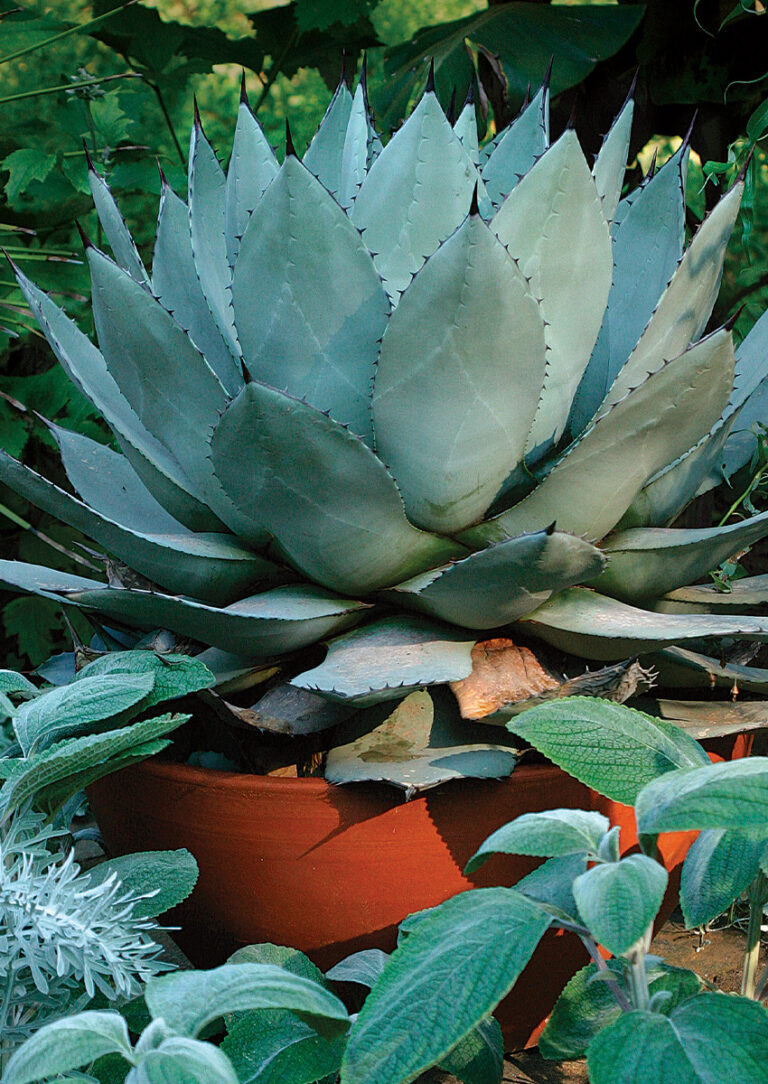 Container Plantings That Thrive on Neglect - Fine Gardening