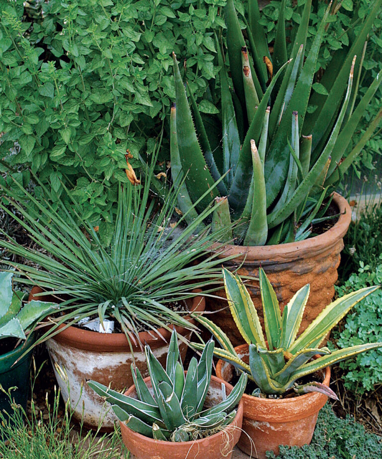 Container Plantings That Thrive on Neglect - Fine Gardening