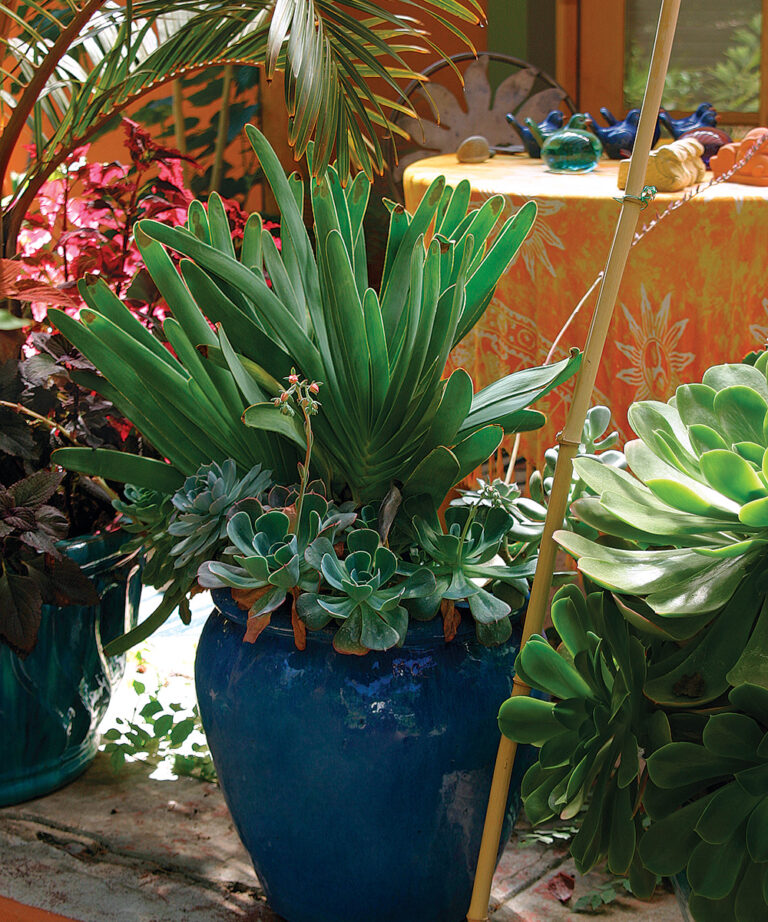 Container Plantings That Thrive on Neglect - Fine Gardening