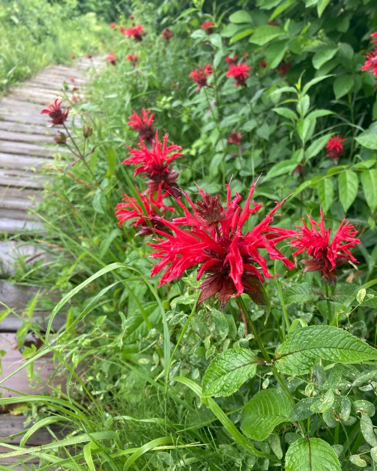 Wildflowers of the Indiana Dunes - Fine Gardening