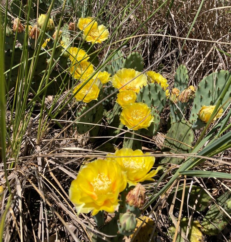 Wildflowers of the Indiana Dunes - Fine Gardening