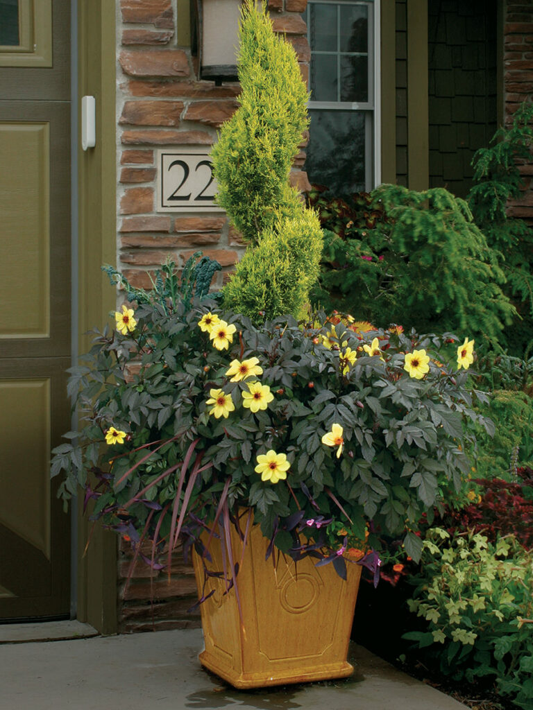 Designs for Entryway Containers - Fine Gardening