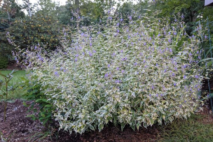 Episode 118: Unusual Autumn Perennials - Fine Gardening