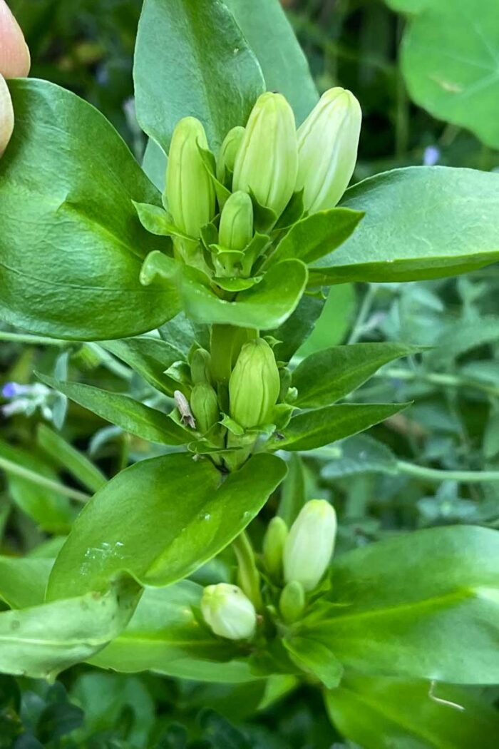 Episode 118: Unusual Autumn Perennials - Fine Gardening