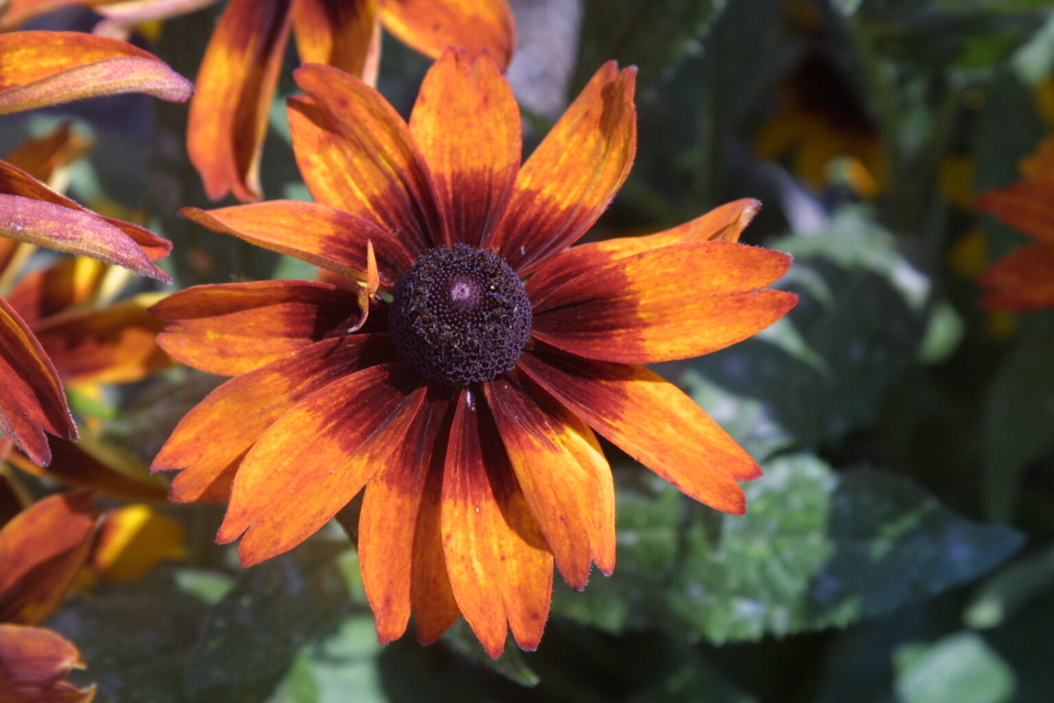 Episode 118: Unusual Autumn Perennials - Fine Gardening