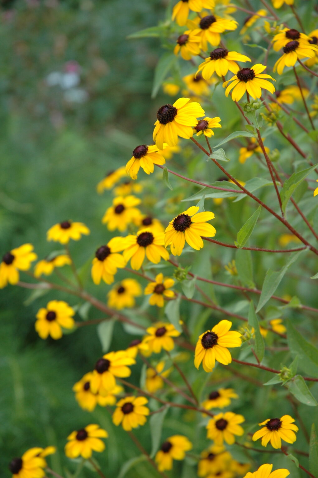 Episode 118: Unusual Autumn Perennials - Fine Gardening