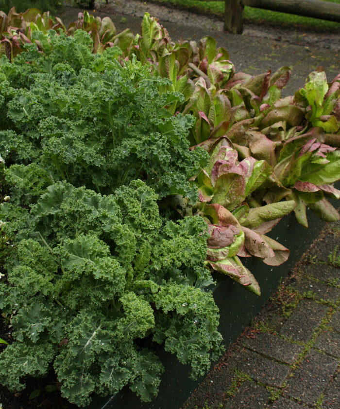 3 Easy-to-Grow Fall Crops for the Southeast - Fine Gardening