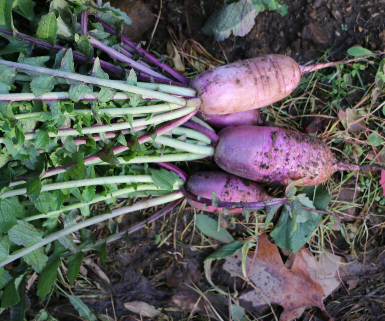 3 Easy-to-Grow Fall Crops for the Southeast - Fine Gardening