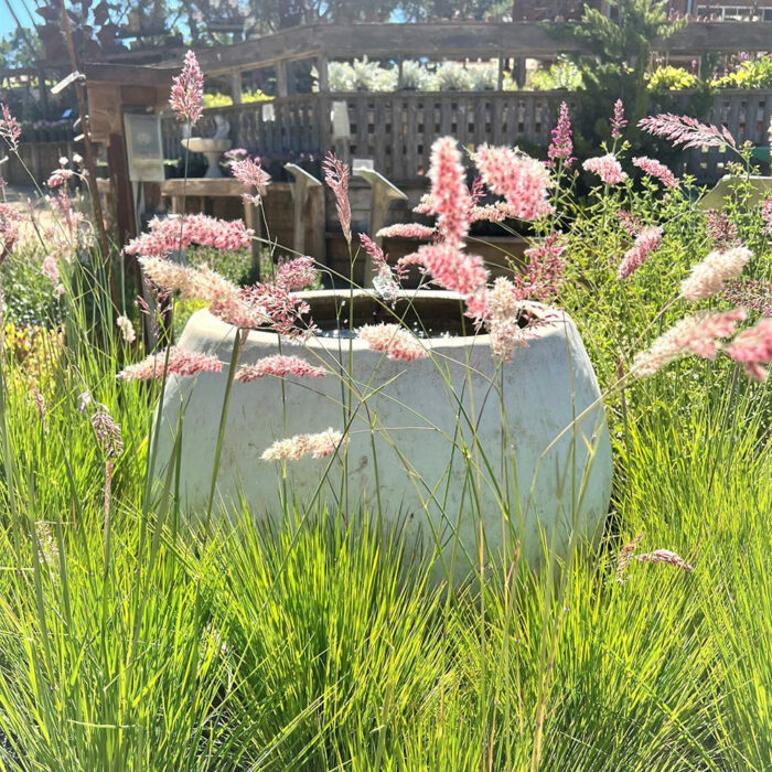 6 Great Ornamental Grasses for Northern California - Fine Gardening
