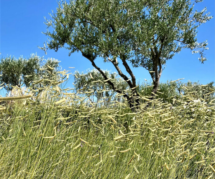 6 Great Ornamental Grasses for Northern California - Fine Gardening
