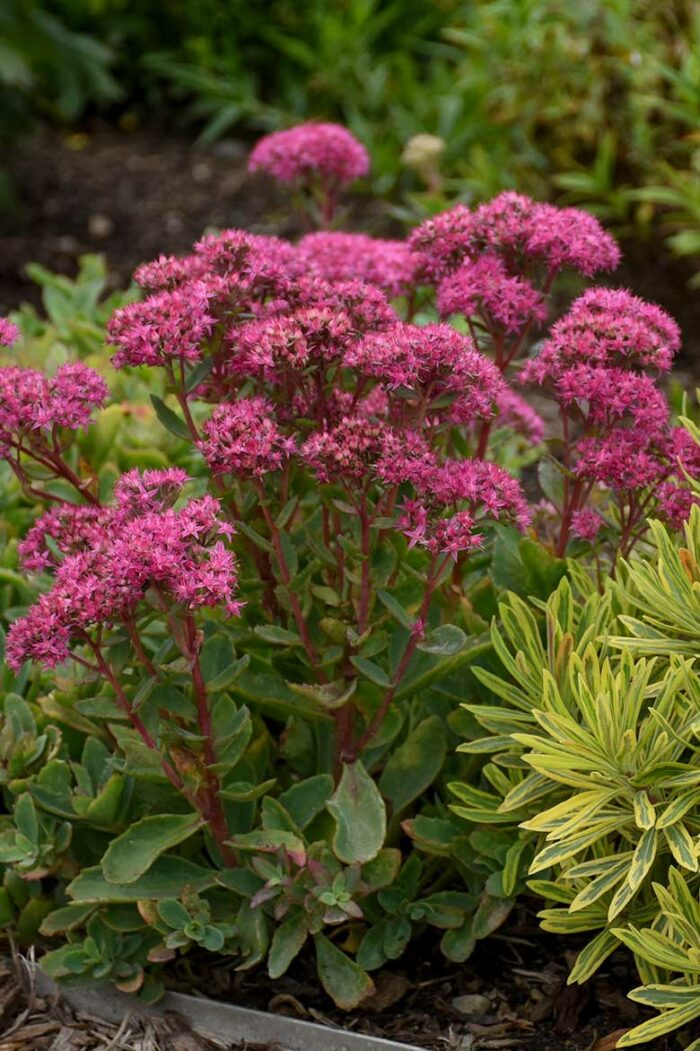 Episode 119: Favorite Sedums - Fine Gardening