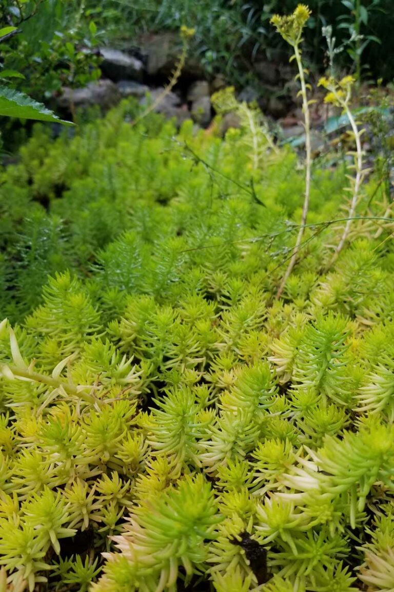 Episode 119: Favorite Sedums - Fine Gardening