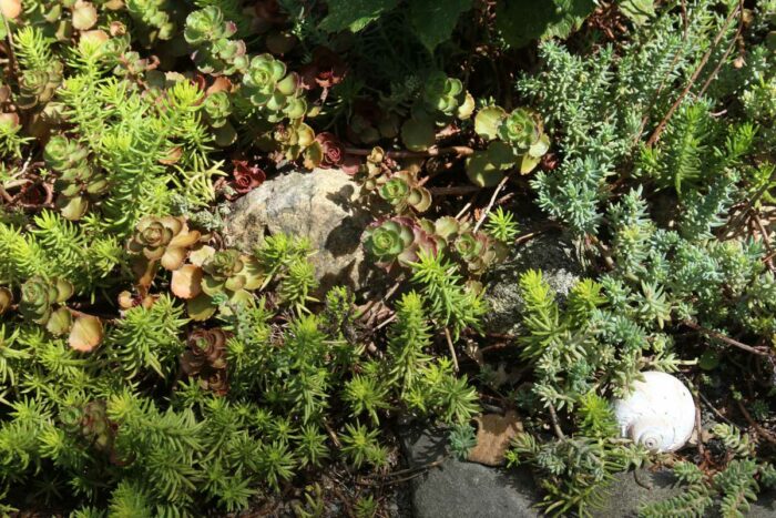 Episode 119: Favorite Sedums - Fine Gardening