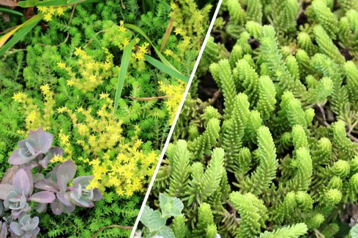 Episode 119: Favorite Sedums - Fine Gardening