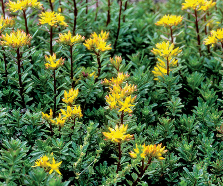 10 Stunning Sedums for Dry, Sunny Areas of the Garden - Fine Gardening