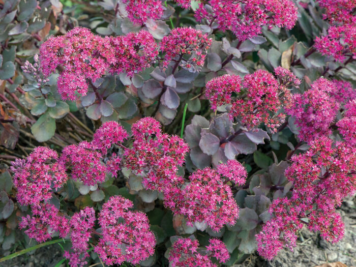 10 Stunning Sedums for Dry, Sunny Areas of the Garden - Fine Gardening
