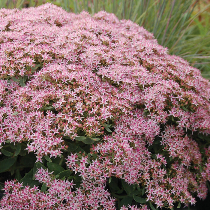 10 Stunning Sedums for Dry, Sunny Areas of the Garden - Fine Gardening