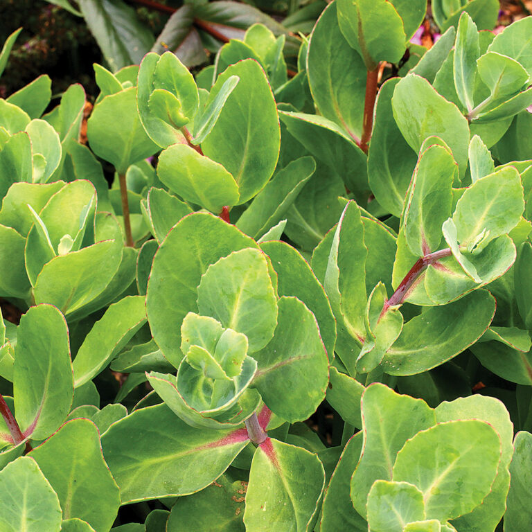 10 Stunning Sedums for Dry, Sunny Areas of the Garden - Fine Gardening