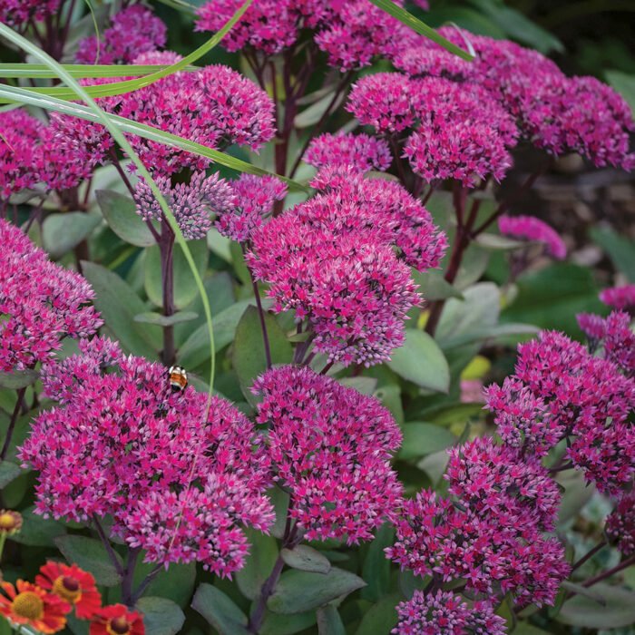 10 Stunning Sedums for Dry, Sunny Areas of the Garden - Fine Gardening
